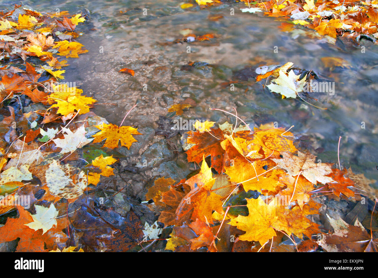 Brook in forest hi-res stock photography and images - Alamy