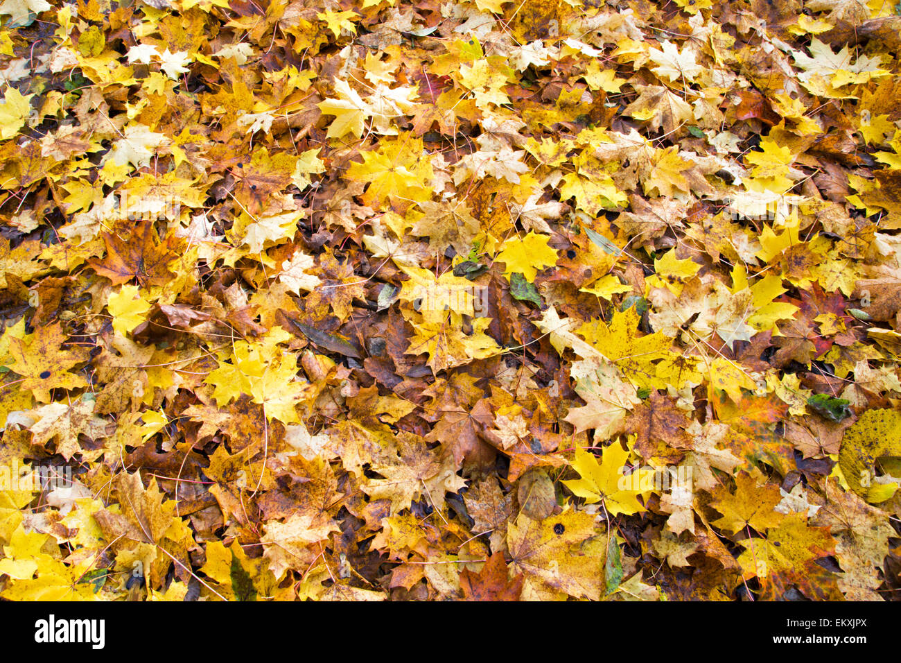 fallen autumn leaves Stock Photo - Alamy