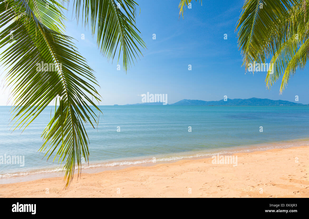 Leaf sunset beach hi-res stock photography and images - Alamy