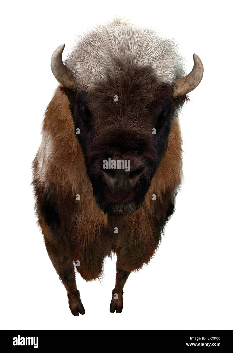 3D digital render of an American bison isolated on white background ...
