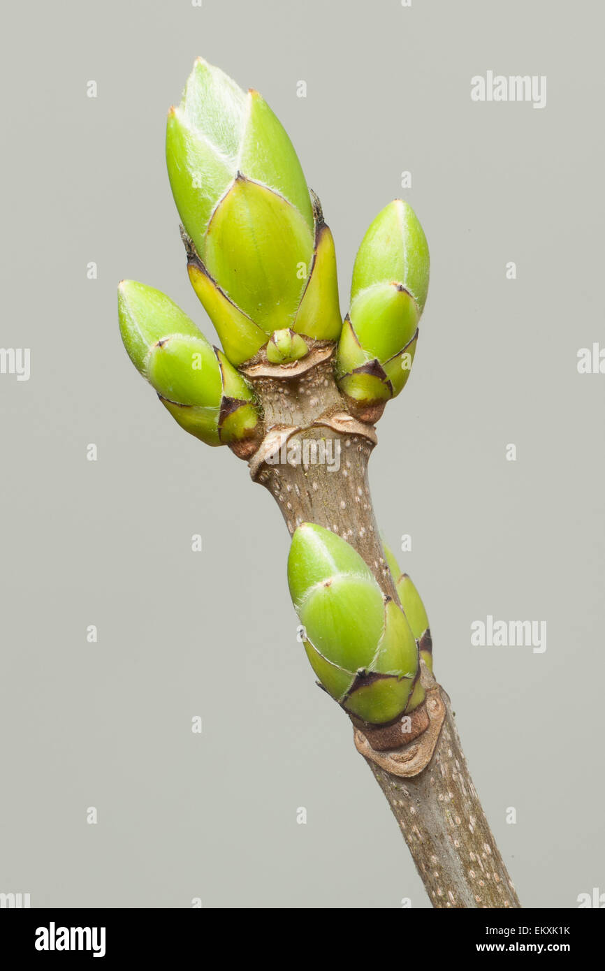 Knospe,Bud,Trieb,Triebspitze,Shoot,Young Shoot,Bluete,Blossom,Bloom ...