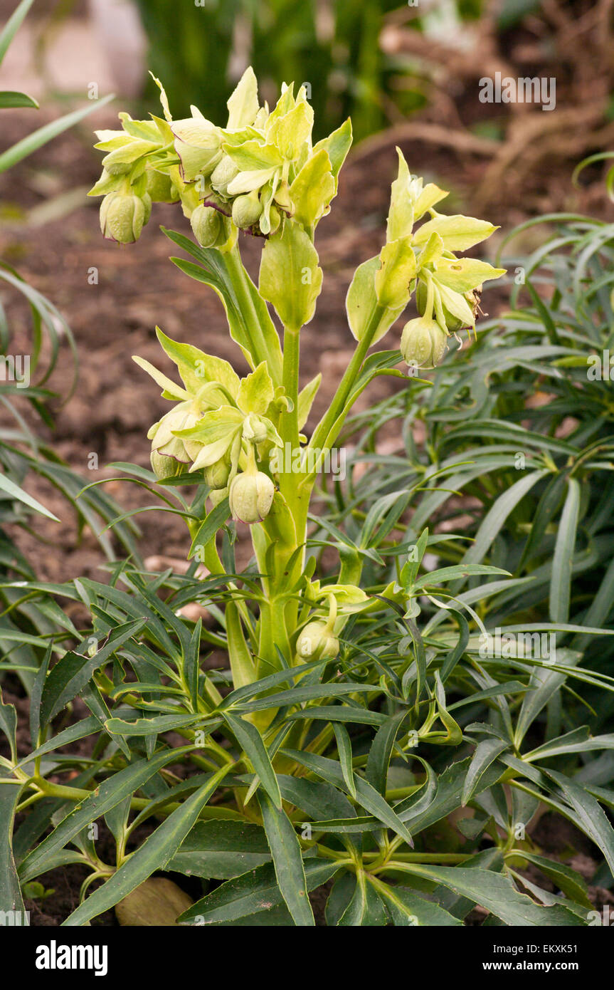 Stinking Hellebore Otherwise known as dungwort, bears foot or ...