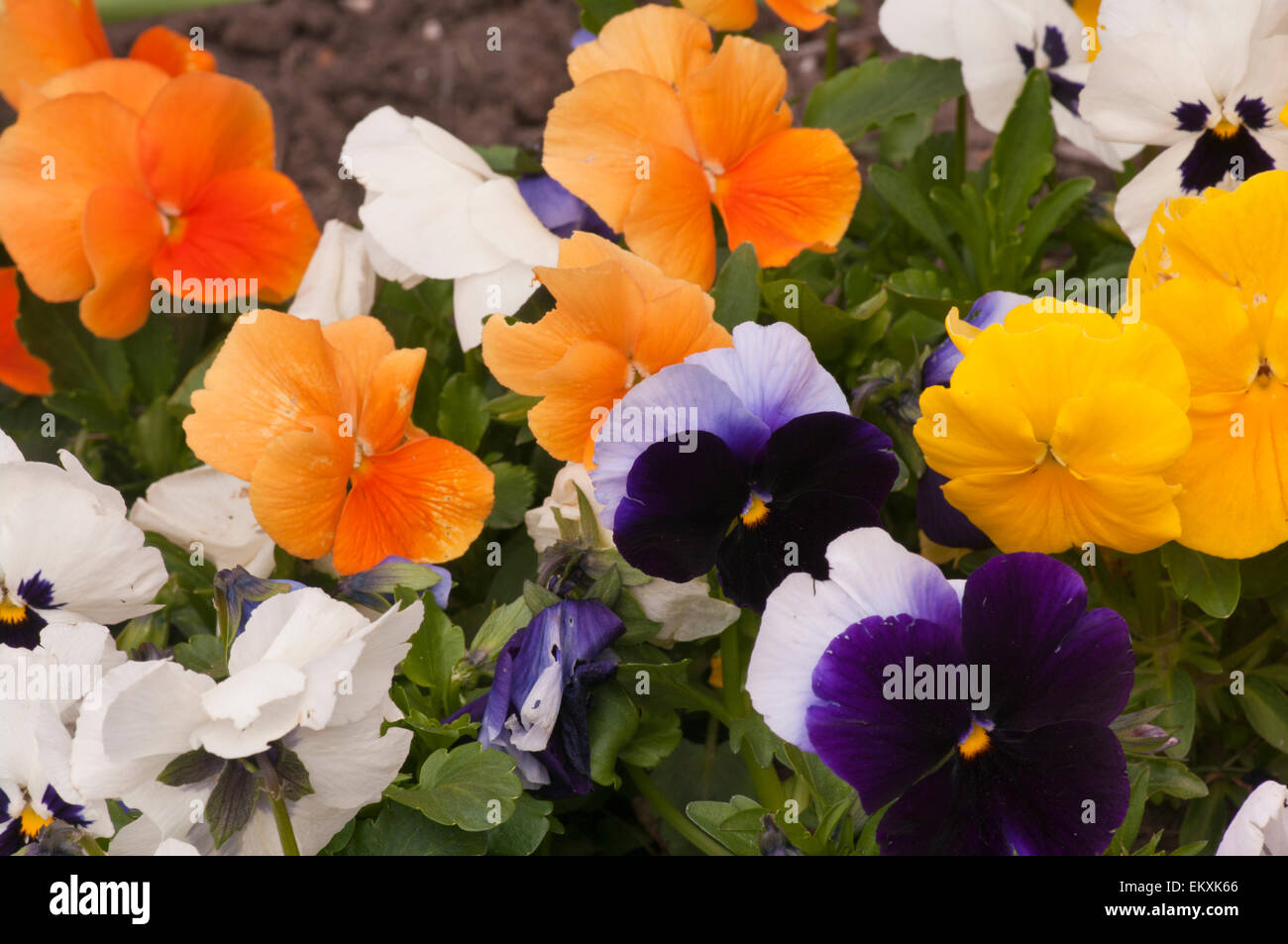 Pansies spring bedding hi-res stock photography and images - Alamy