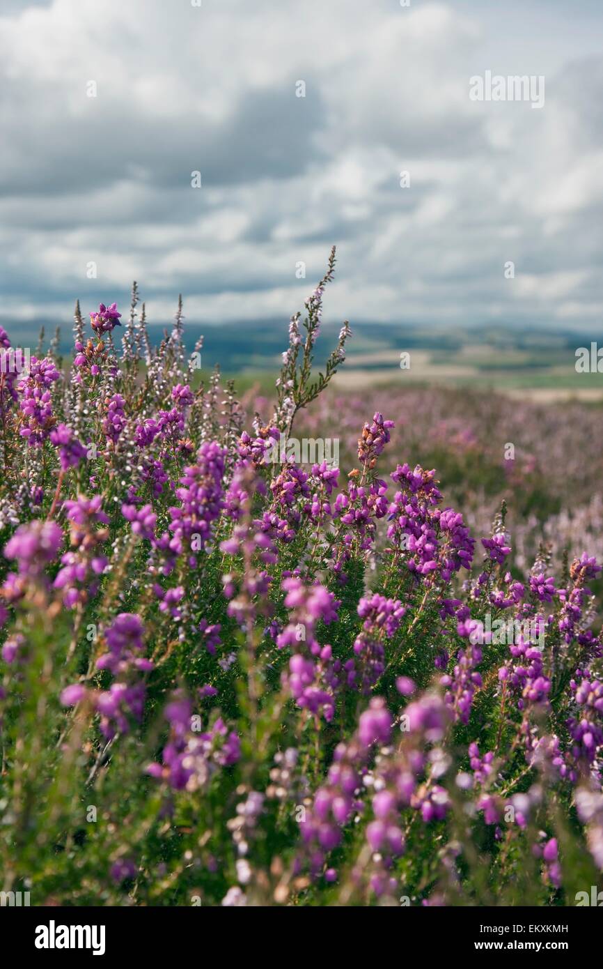 Field Of Heather, Northumberland, England Stock Photo - Alamy