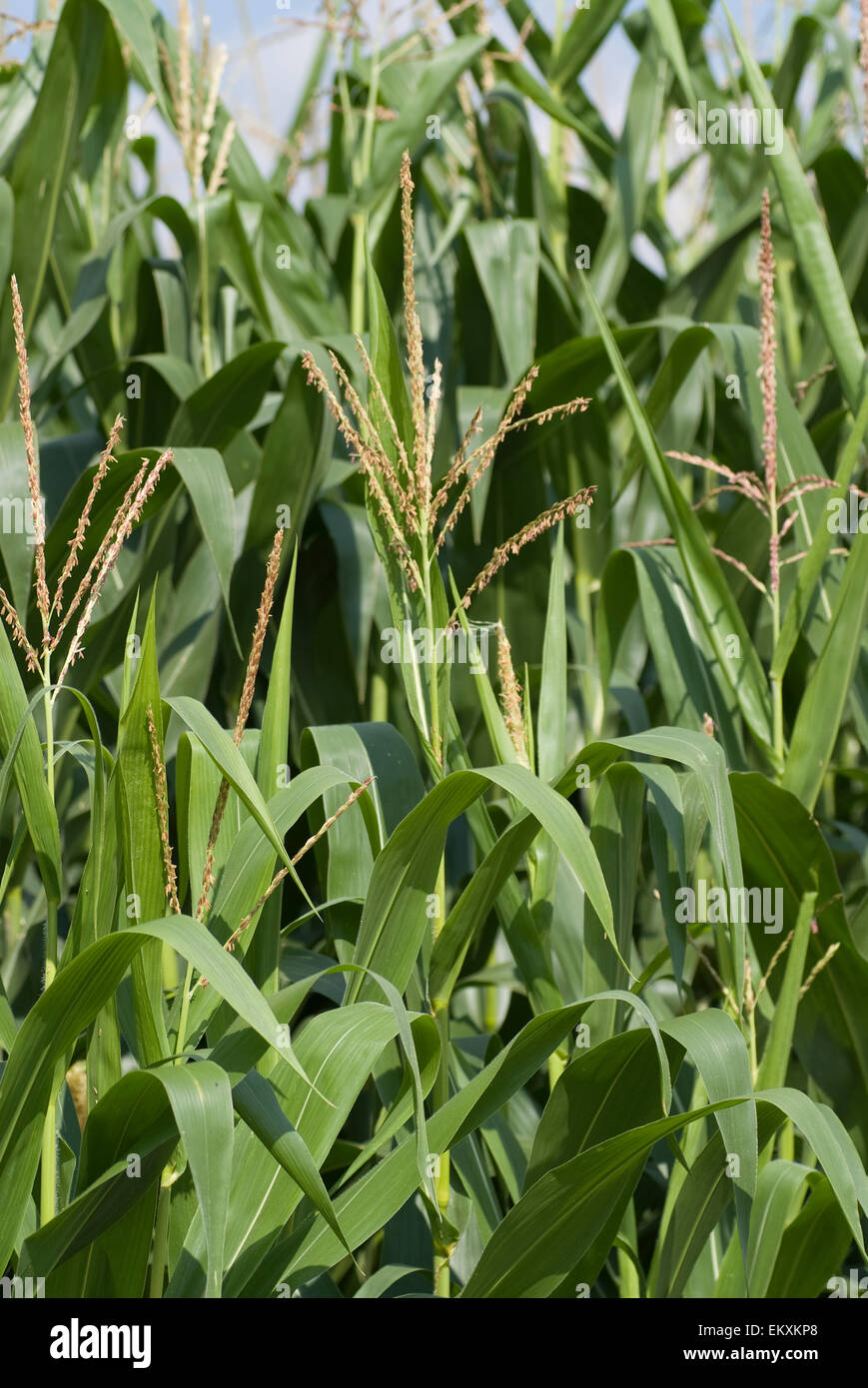 Zea mays,Mais,Maize,Frucht,Fruit,Fruechte,Fruits,Zea mays Stock Photo ...