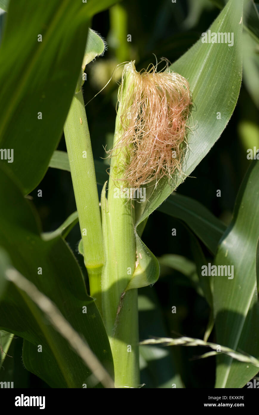 Zea mays,Mais,Maize,Frucht,Fruit,Fruechte,Fruits,Zea mays Stock Photo ...
