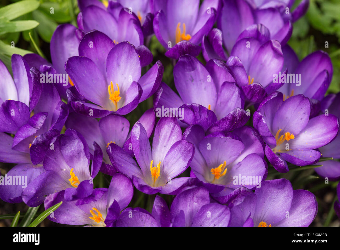 Colorful crocus display hi-res stock photography and images - Alamy