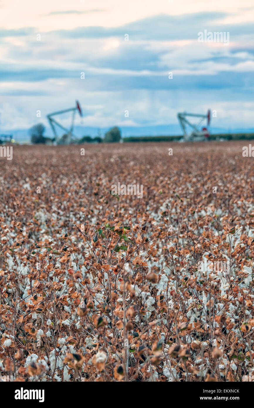 A pumpjack at oil well and fracking site situated in cotton field in ...