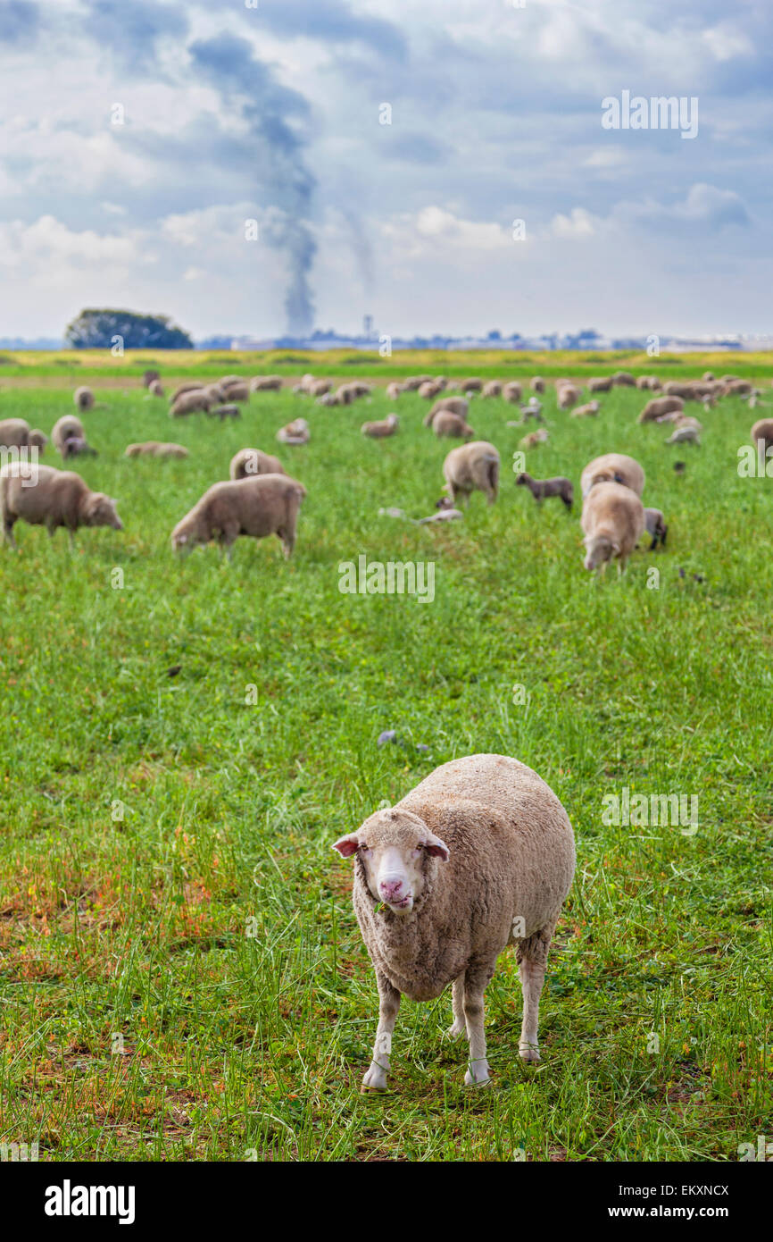 Sheep grazing in field with industrial smoke emissions in background ...