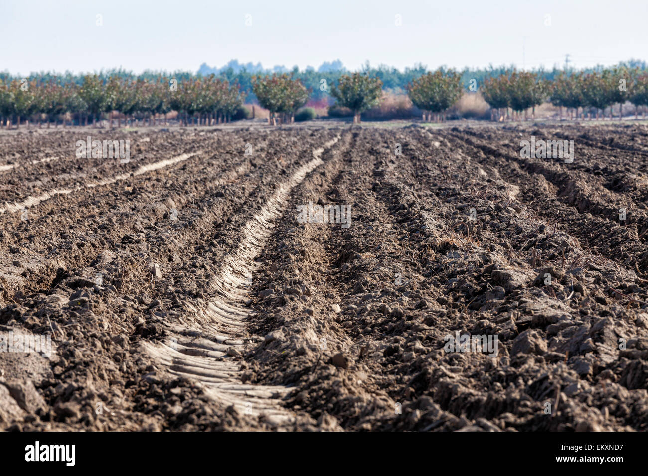 Fallow crop field outside of Fresno. Three years of severe drought has ...