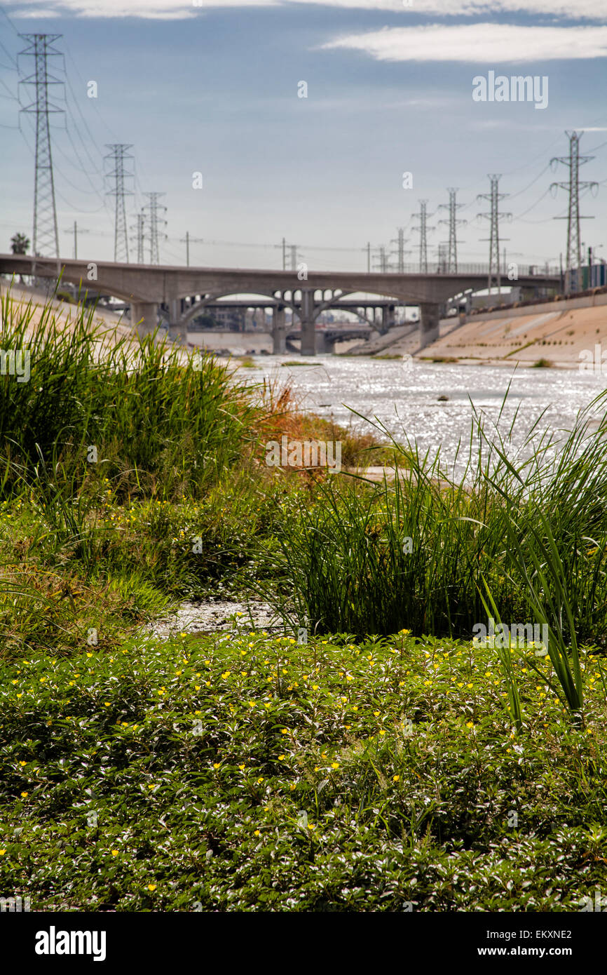 Plants growing on river bed of Los Angeles River near the Confluence ...
