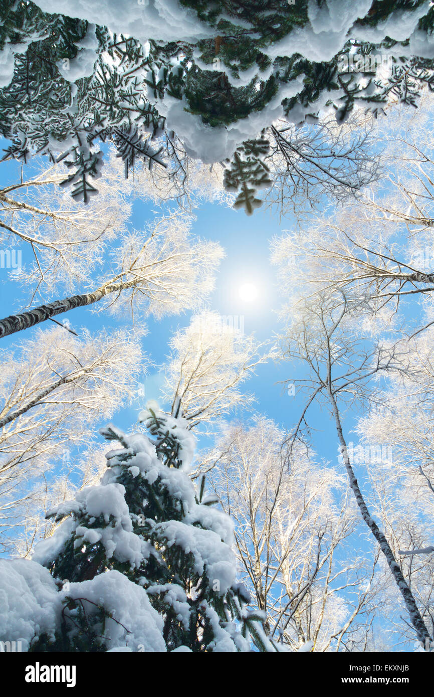 blue sky and sun in beautiful winter forest Stock Photo - Alamy