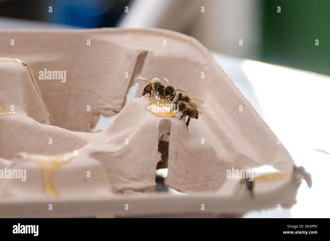 Honey bees gathered around spilled honey at the Common Ground Fair ...
