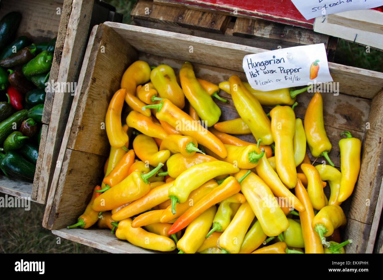 Hungarian wax peppers for sale at the Common Ground Fair farmers market ...