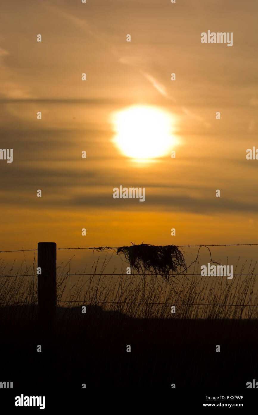 Sunset Salt marsh drainage ditch grazing marsh Nature reserve Stock ...