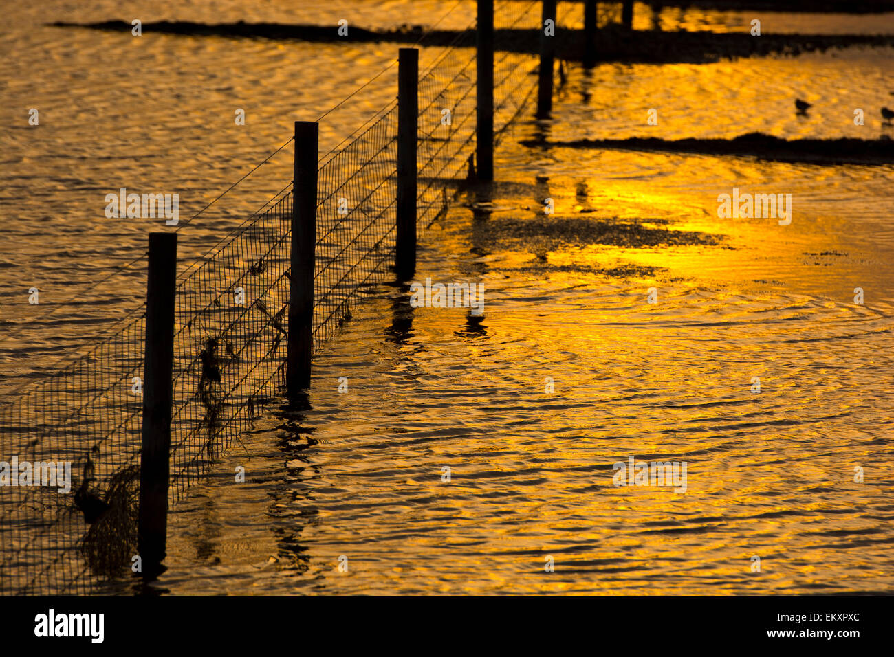 Sunset Salt marsh drainage ditch grazing marsh Nature reserve Stock ...