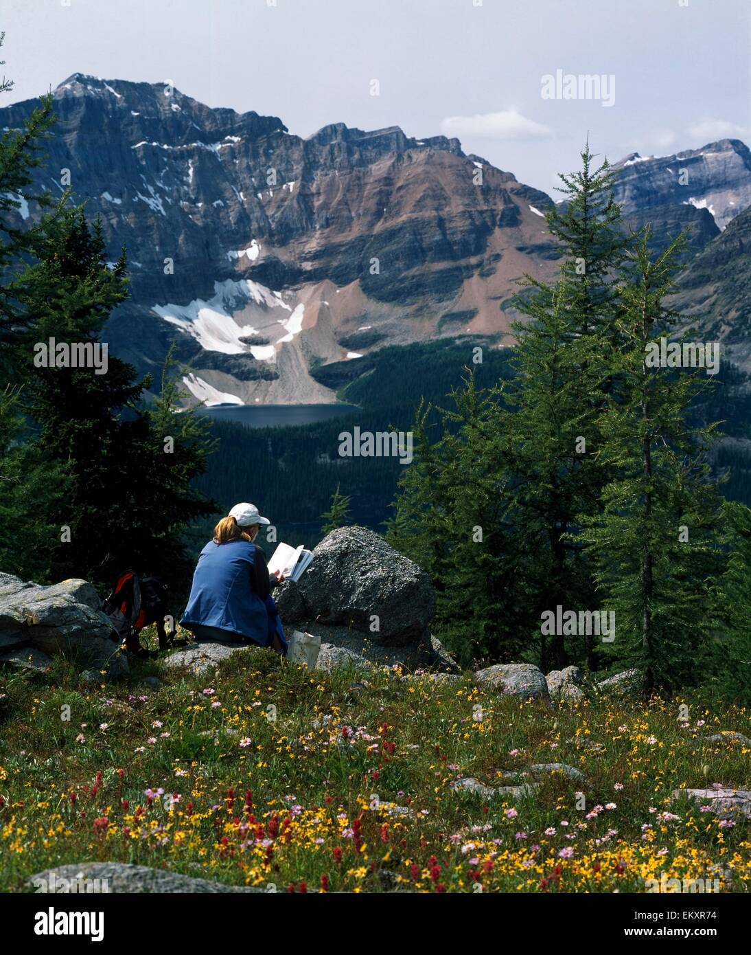 Sunshine meadows banff wildflowers hi-res stock photography and images ...