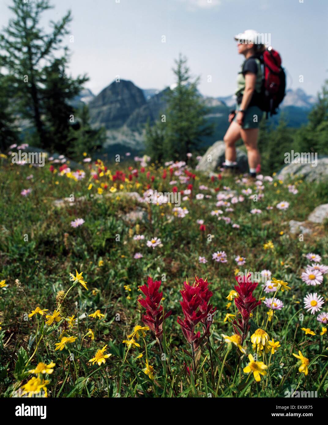 Wildflowers, Sunshine Meadows, Banff, Alberta, Canada Stock Photo - Alamy