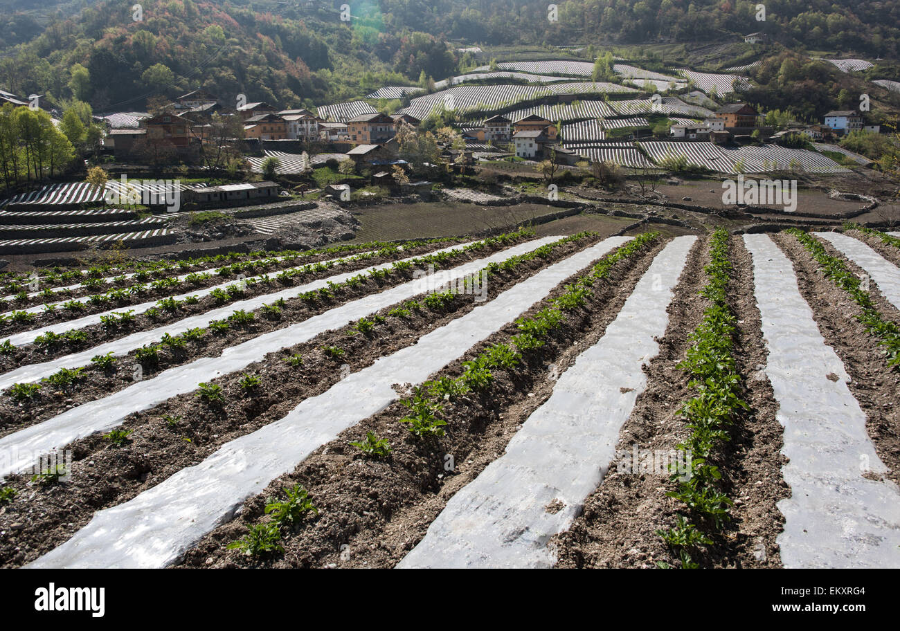 Plastic mulch china hi-res stock photography and images - Alamy