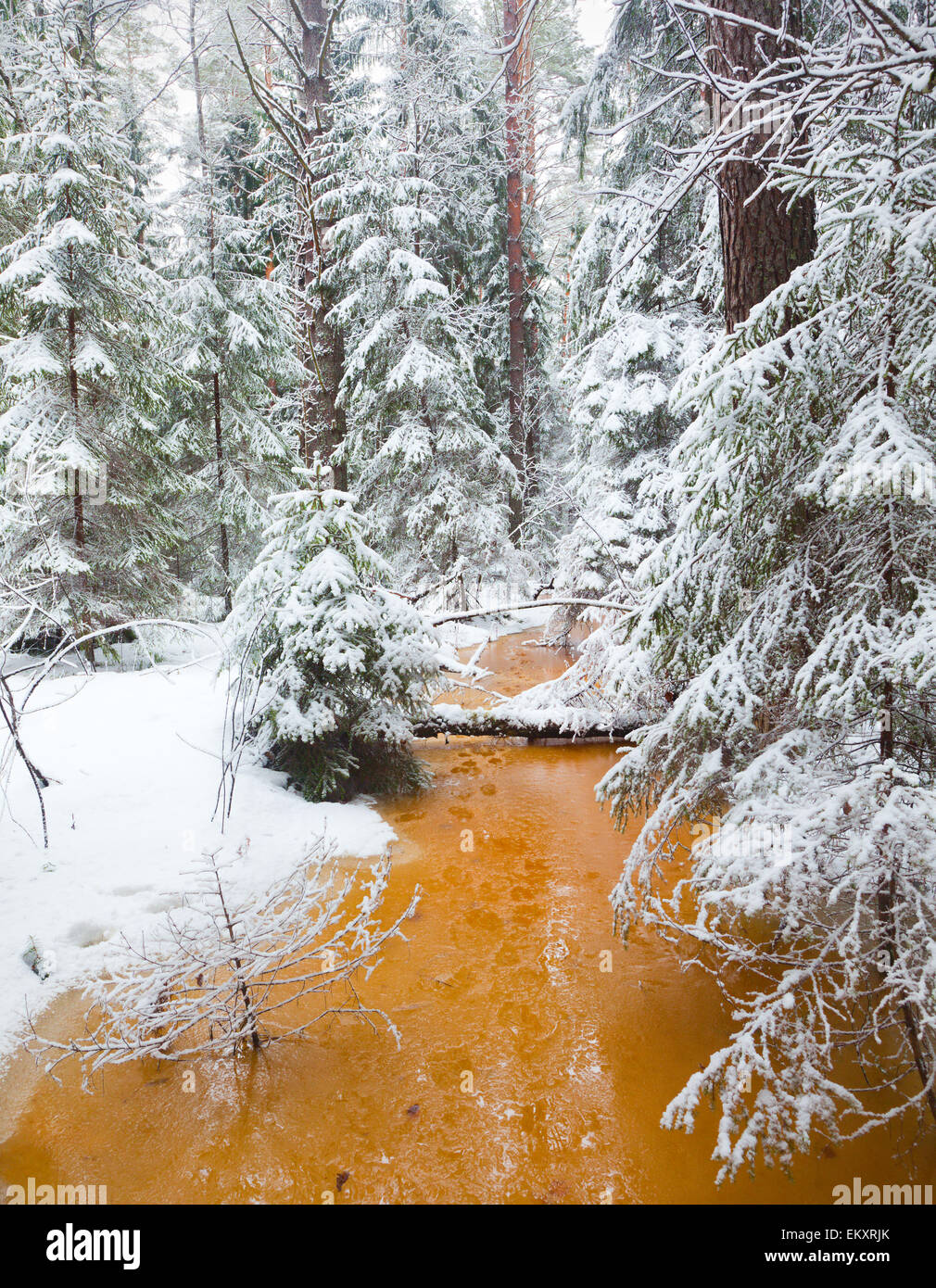 snowy forest and water of swamp Stock Photo - Alamy