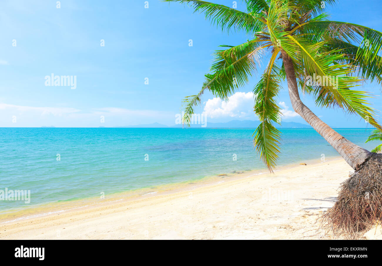 tropical beach with coconut palm. Koh Samui, Thailand Stock Photo - Alamy