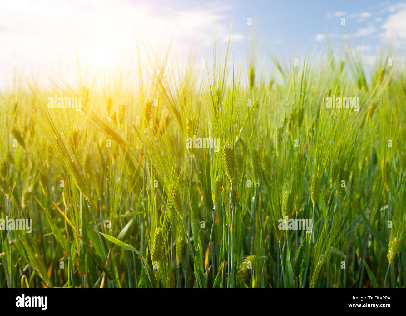 Green wheat field forest background hi-res stock photography and images ...