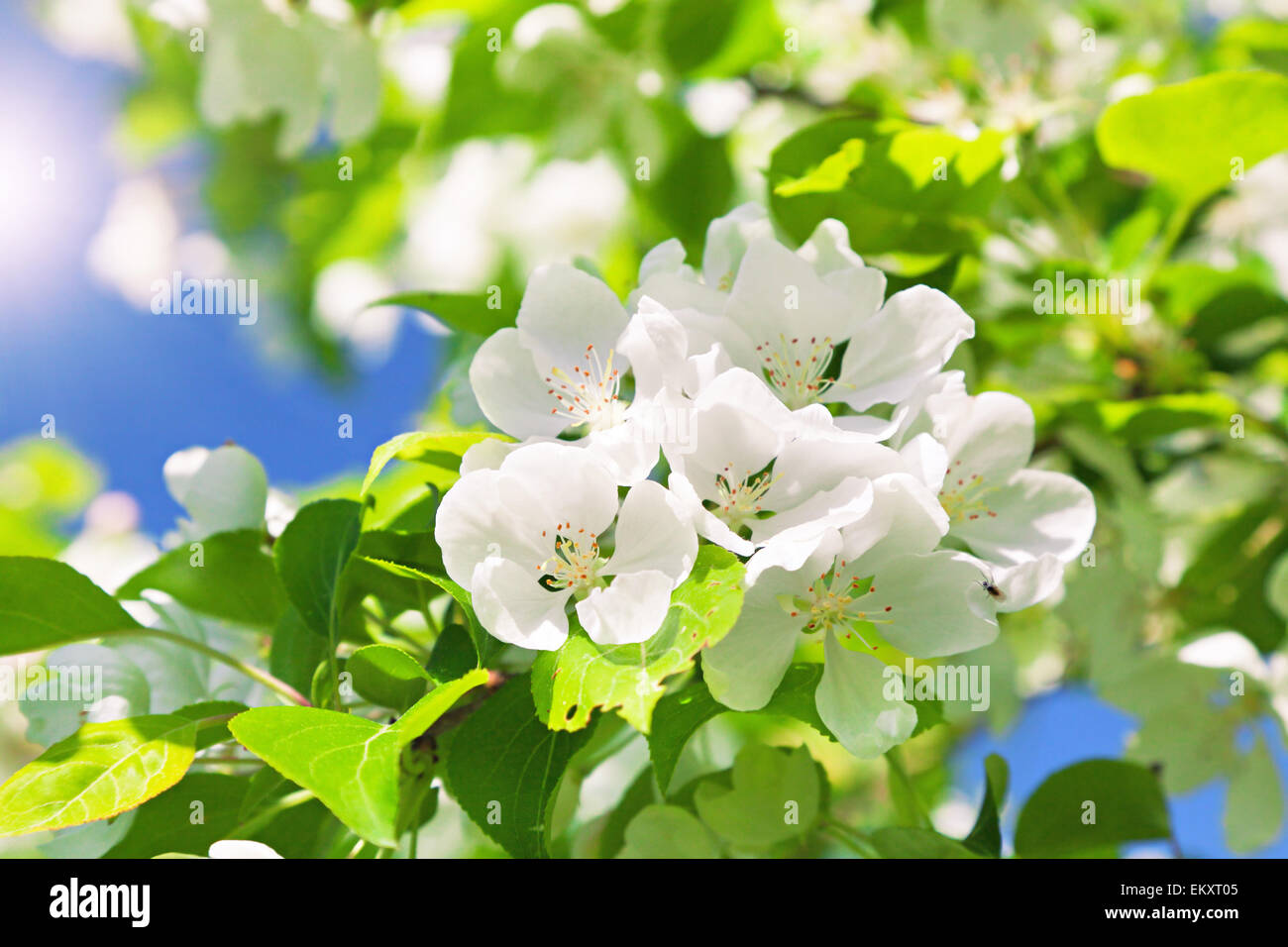 blossom apple tree Stock Photo - Alamy