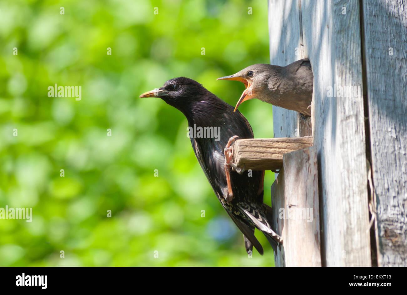 Baby starling hi-res stock photography and images - Alamy