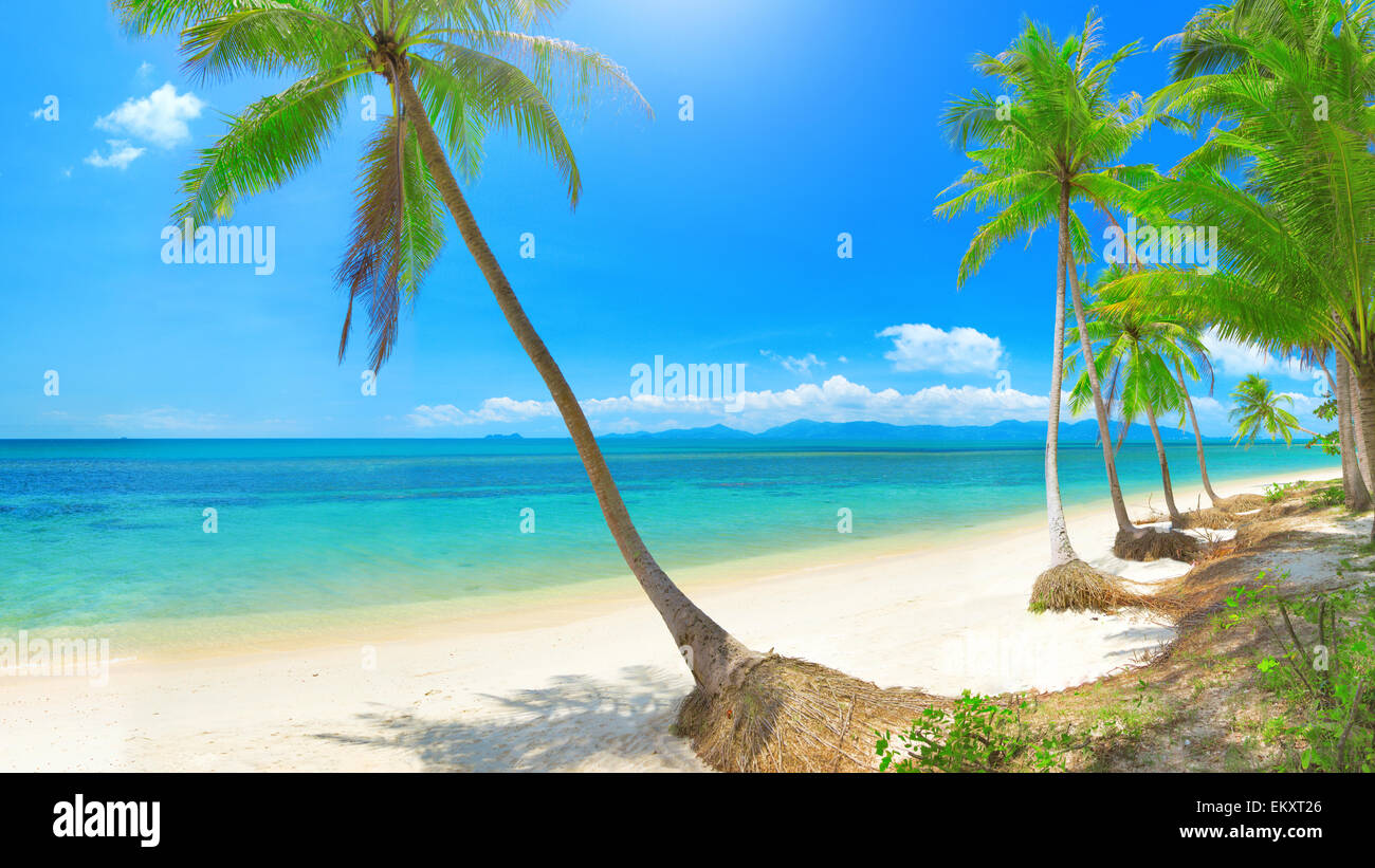 panoramic tropical beach with coconut palm. koh Samui, Thailand Stock ...