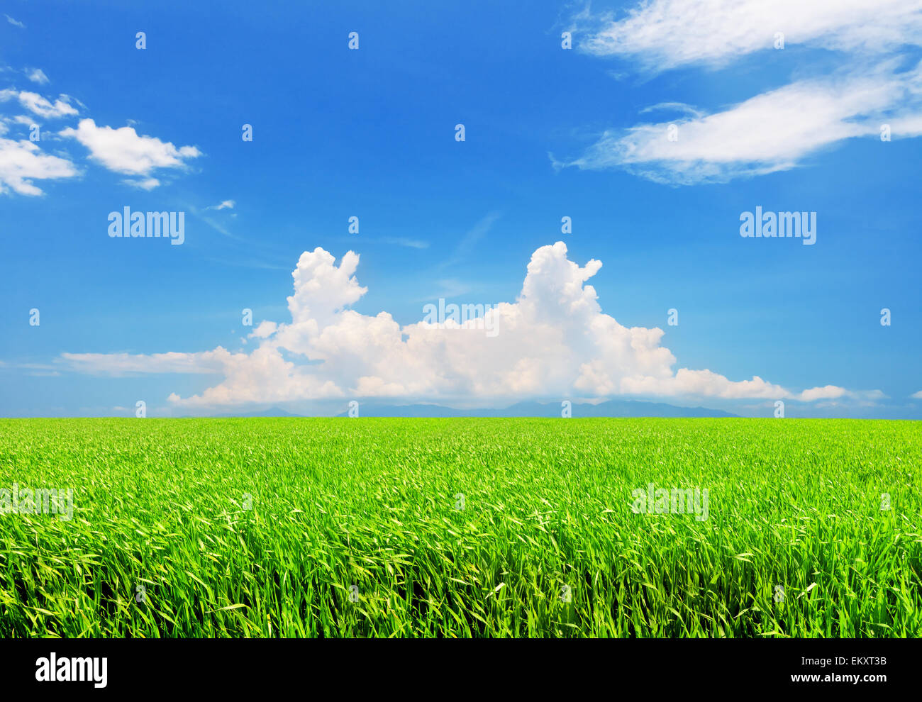 Green field and blue sky with white clouds Stock Photo - Alamy