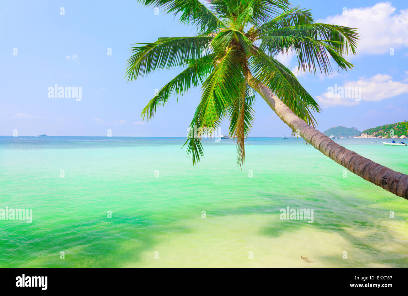 Coconut tree hi-res stock photography and images - Alamy