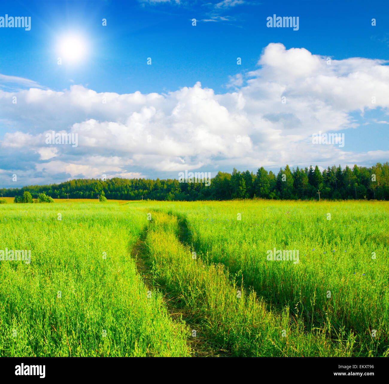 beautiful summer landscape Stock Photo - Alamy
