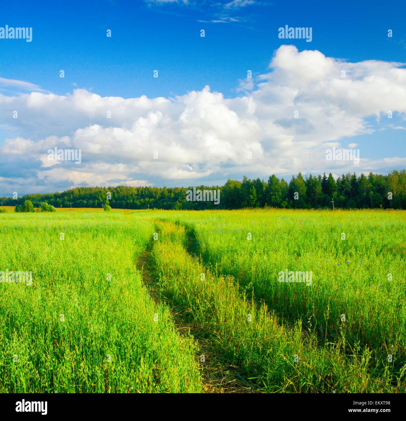 beautiful summer landscape Stock Photo - Alamy