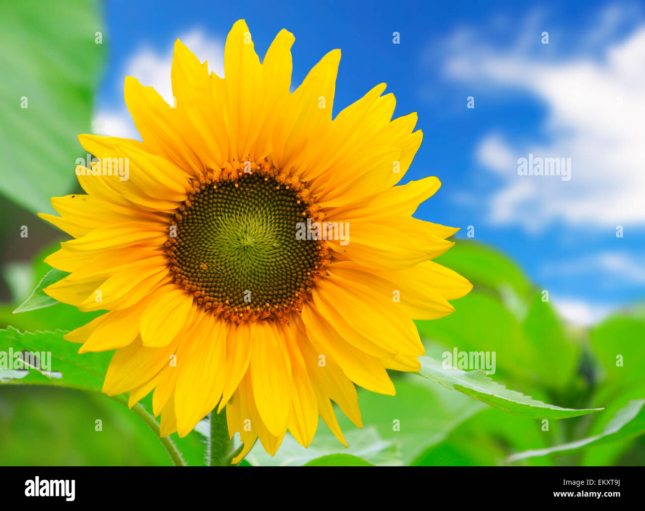 beautiful sunflower with green leaves Stock Photo - Alamy