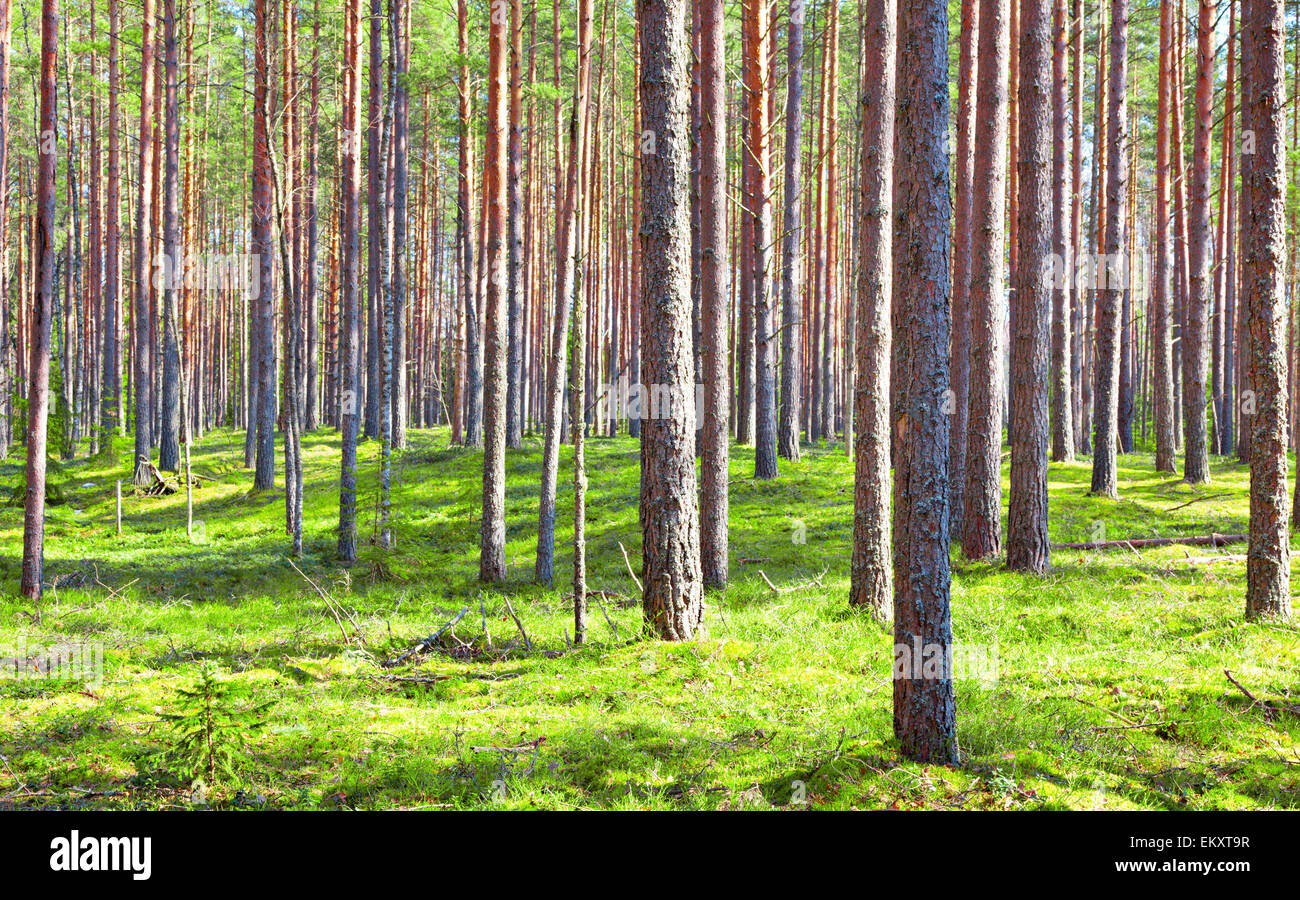Coniferous Forest Stock Photos & Coniferous Forest Stock Images - Alamy