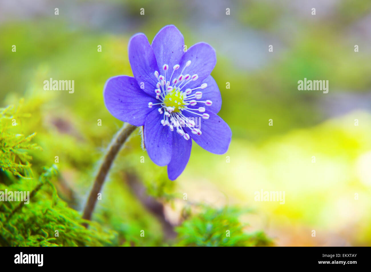 Hepatica hi-res stock photography and images - Alamy