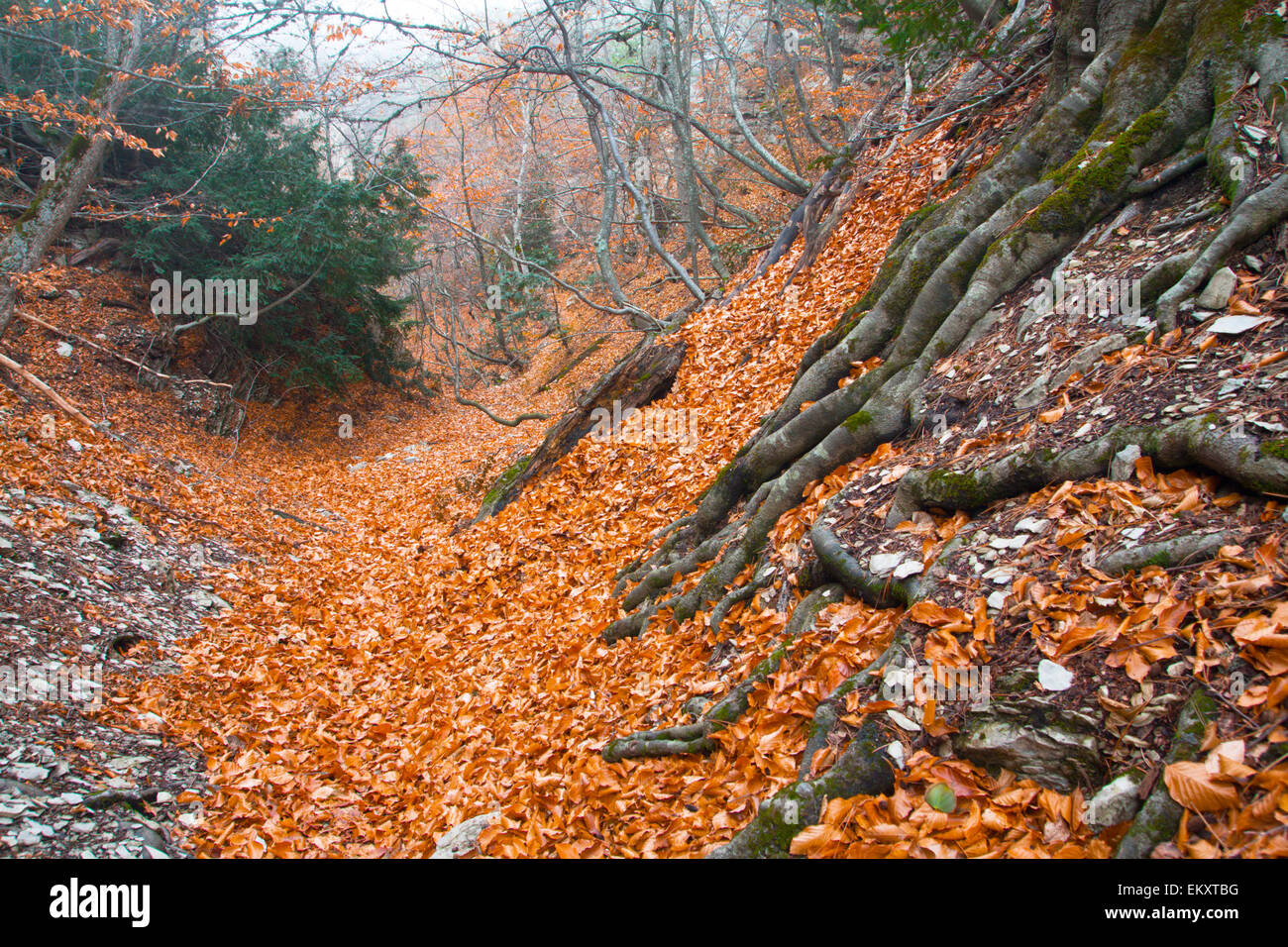 Autumn ancient forest Stock Photo - Alamy