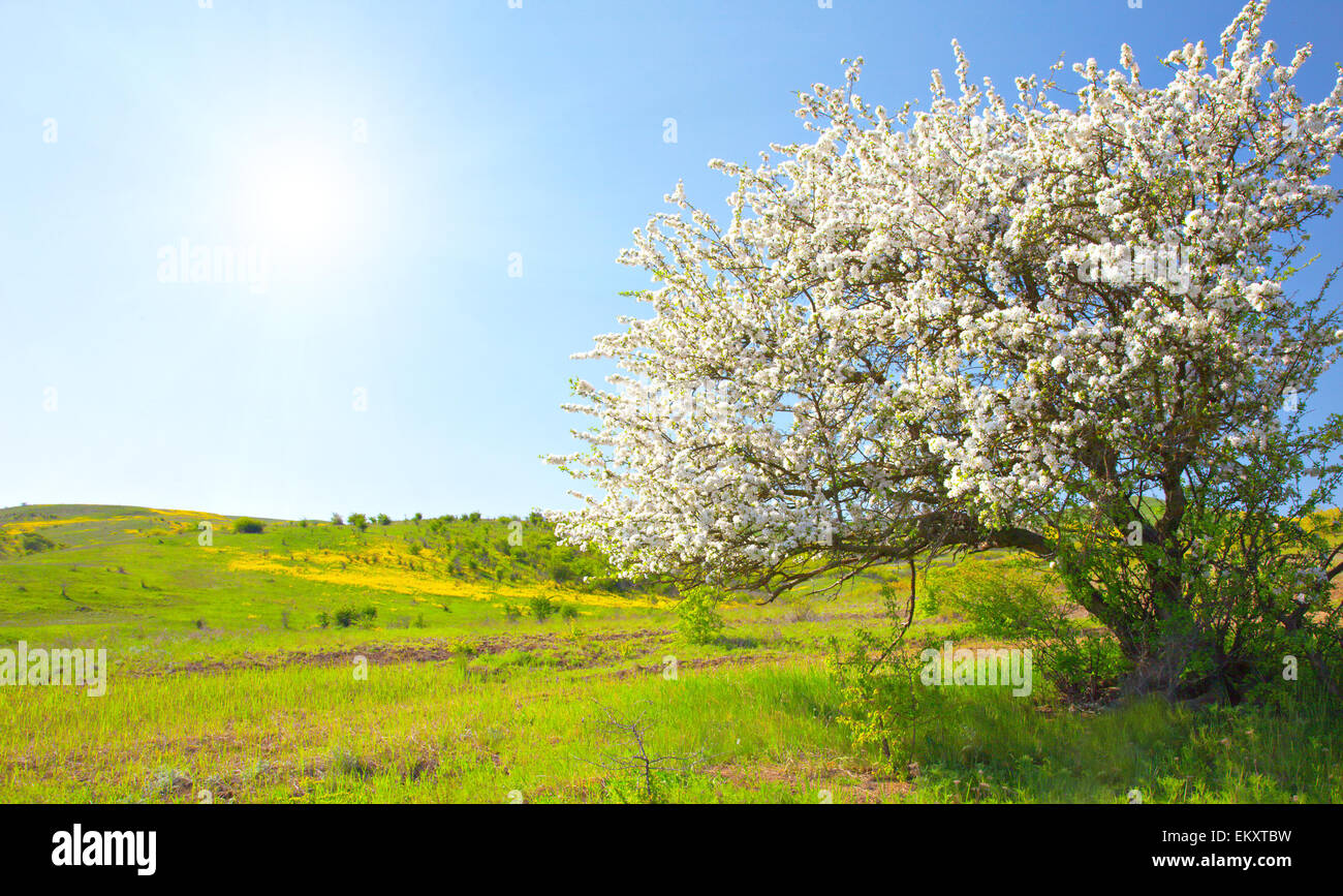 Apple trees blossom under blue sky Stock Photo - Alamy