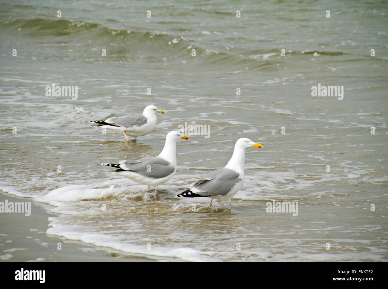 Three seagulls standing in hi-res stock photography and images - Alamy