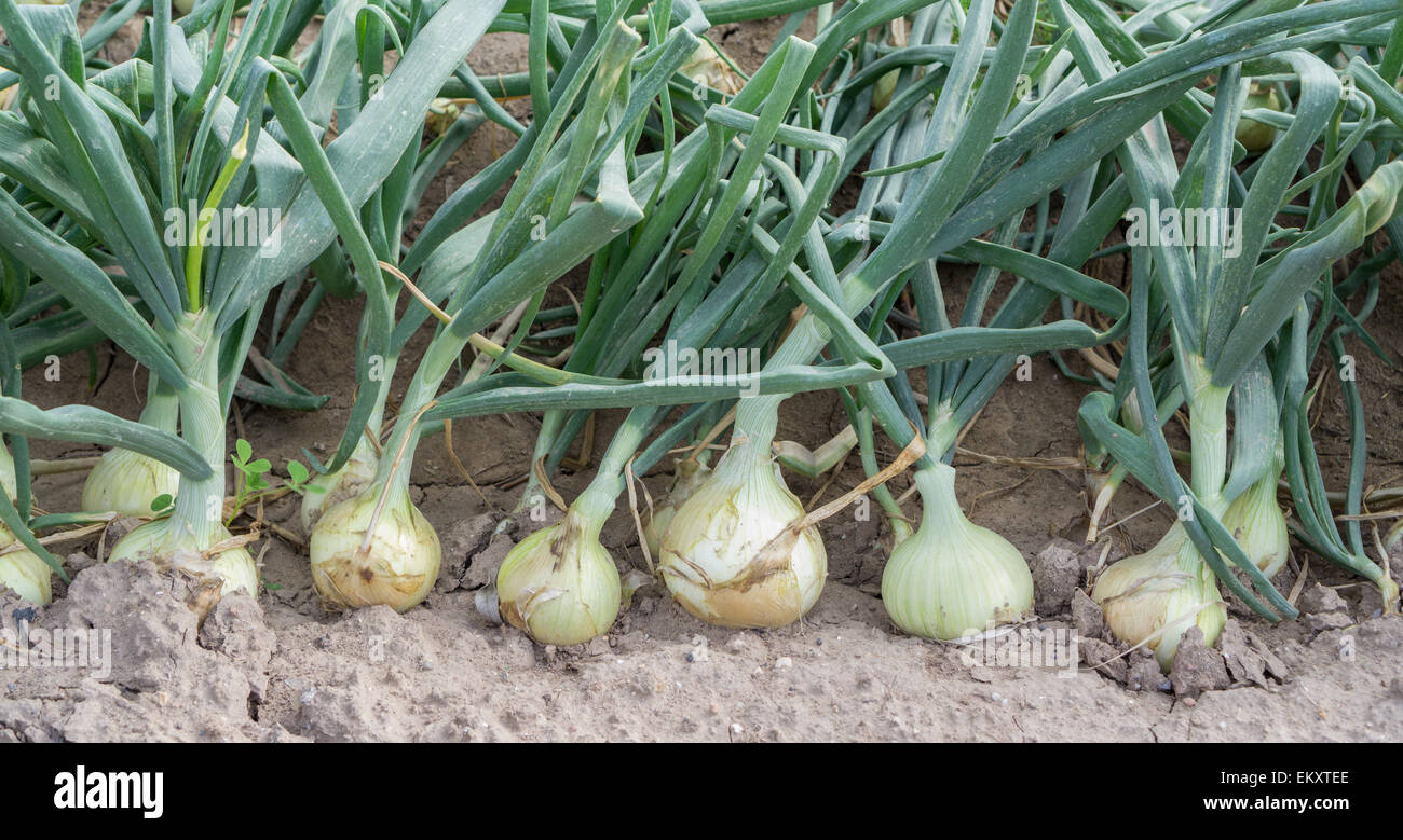 Onion plantation in a row Stock Photo - Alamy