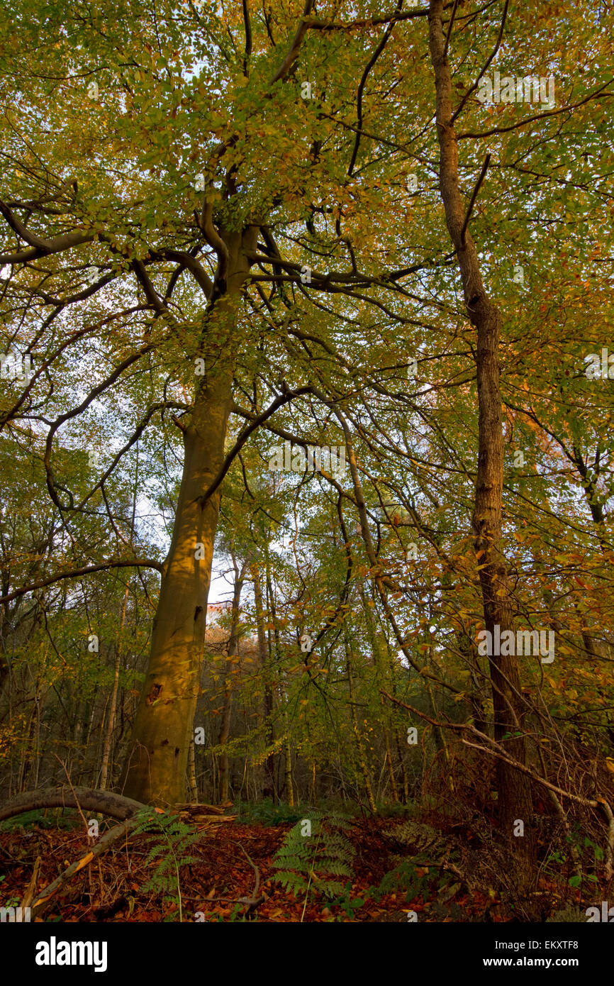 Tall tree ferns hi-res stock photography and images - Alamy