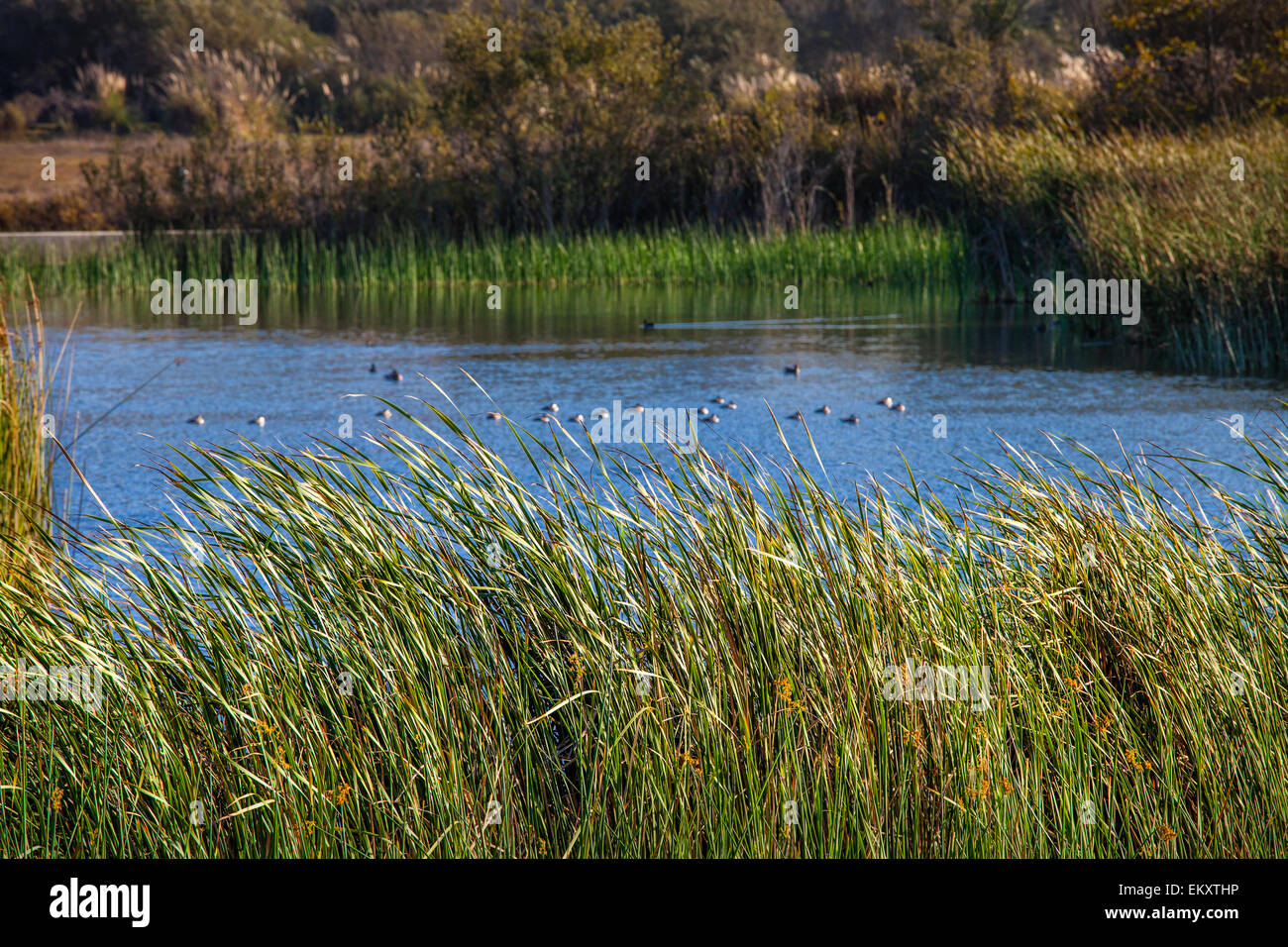 The Ballona Wetlands is a protected wetlands near Marina Del Rey and ...