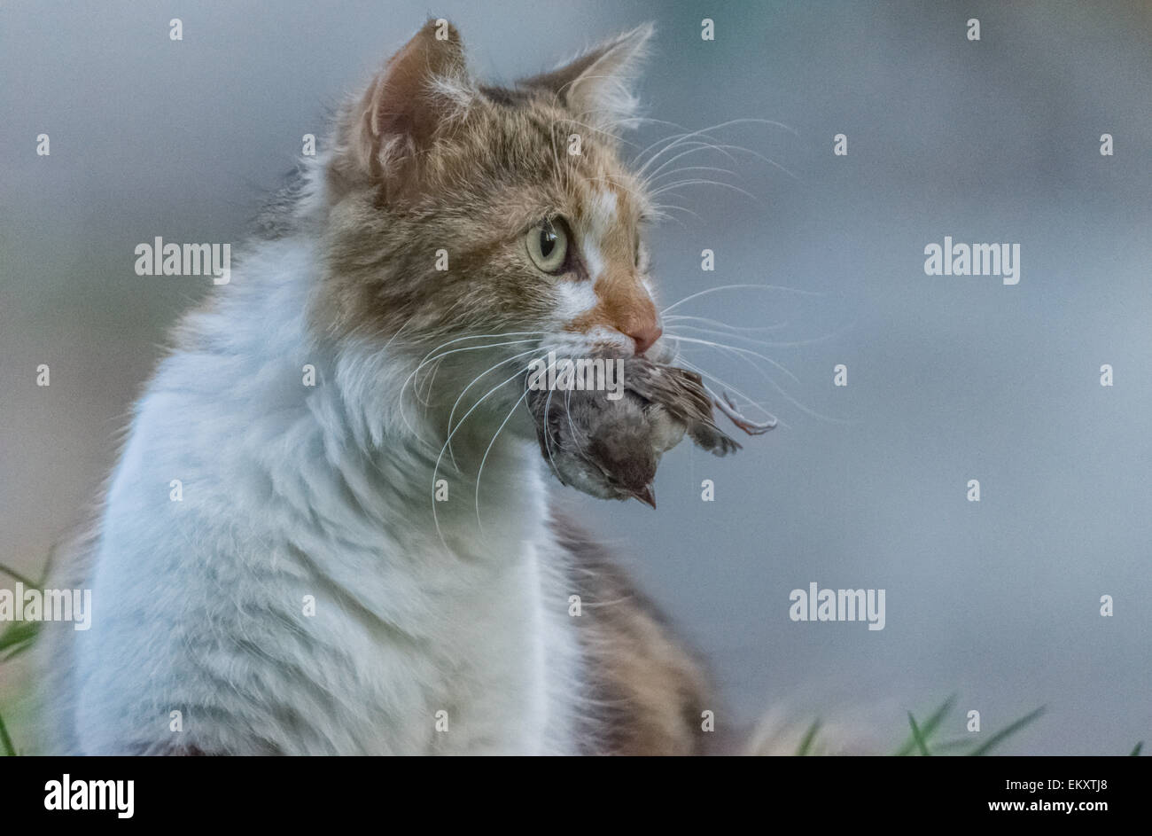 Predator hunter domestic cat hi-res stock photography and images - Alamy