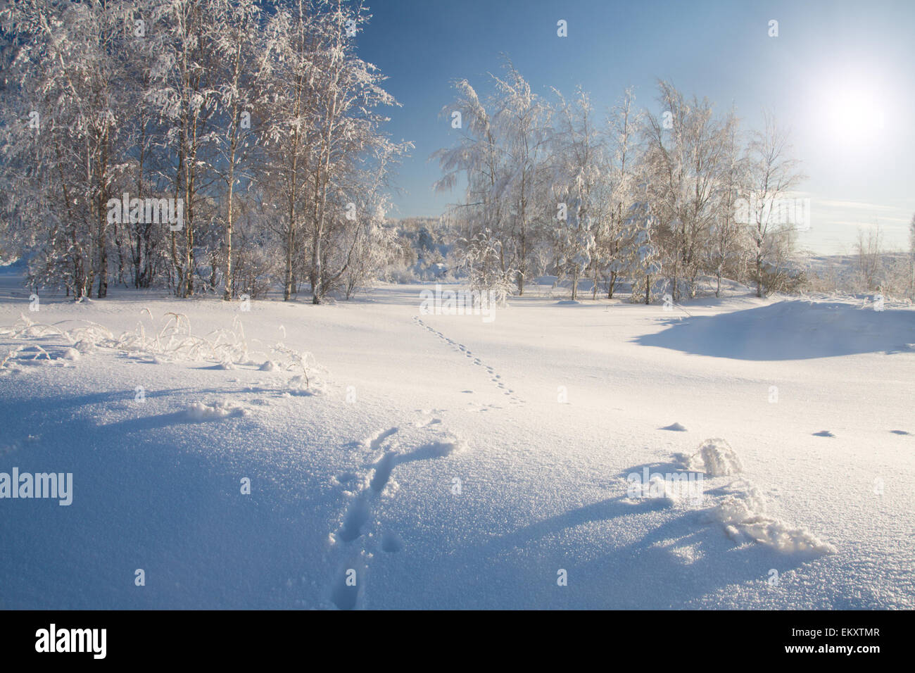 Winter park in snow Stock Photo - Alamy