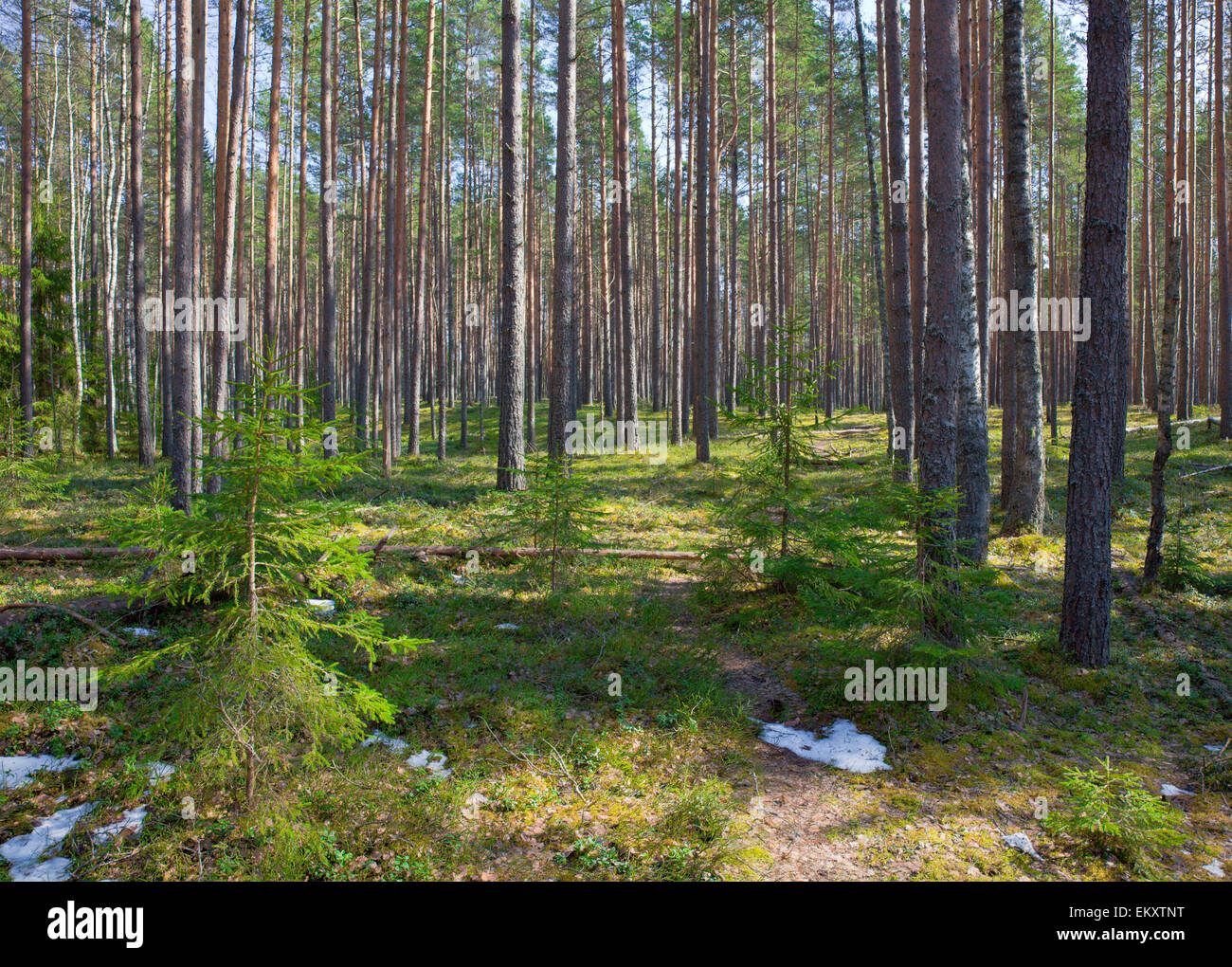Boreal Coniferous Forest Stock Photos & Boreal Coniferous Forest Stock ...