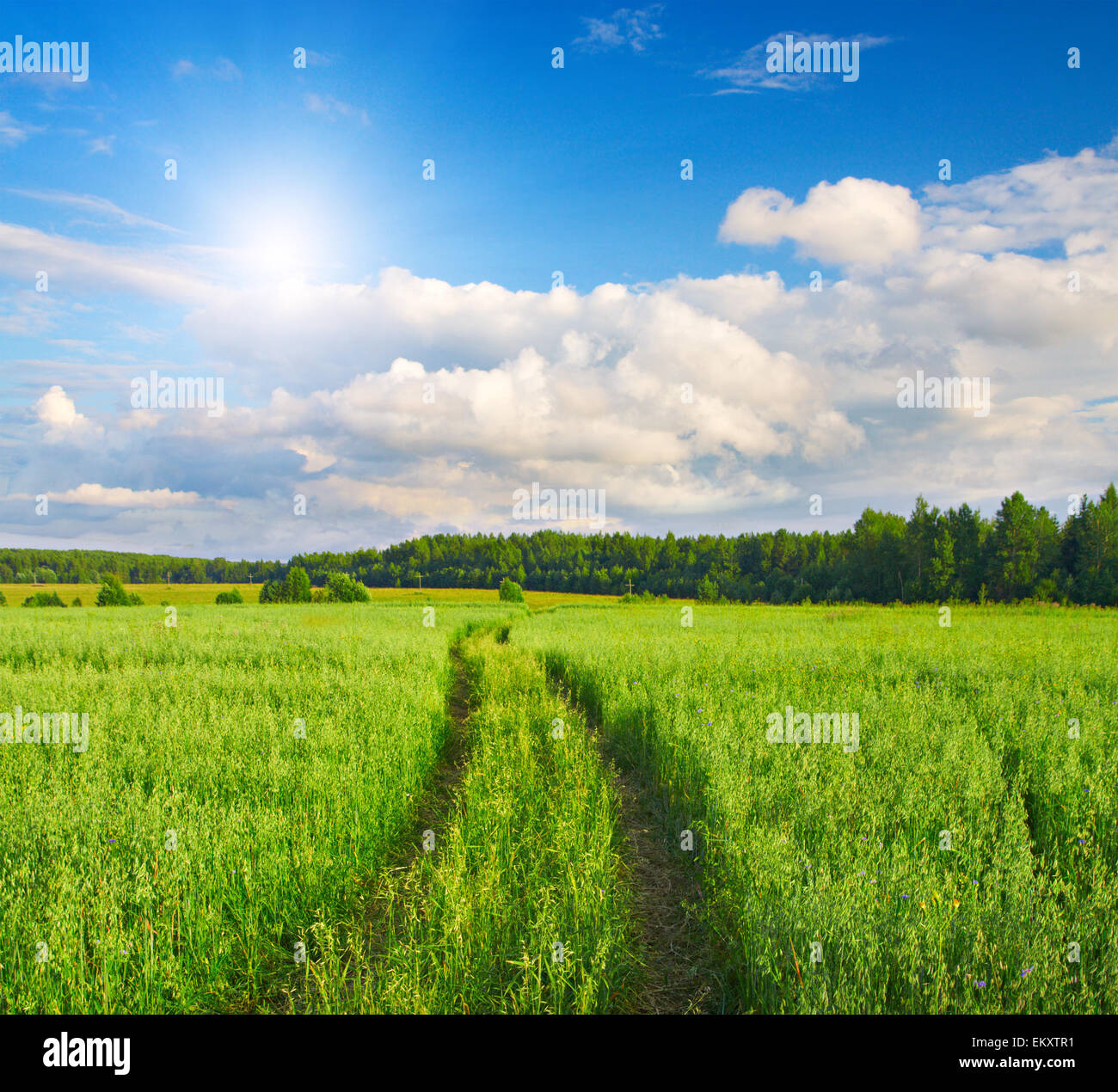 beautiful summer landscape Stock Photo - Alamy