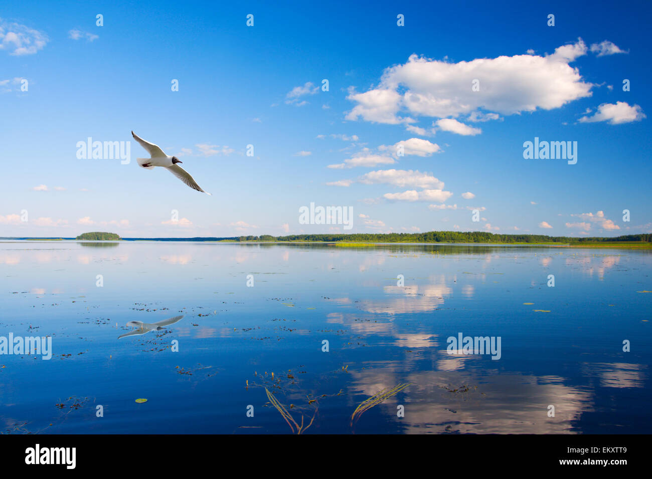beautiful summer lake Stock Photo - Alamy