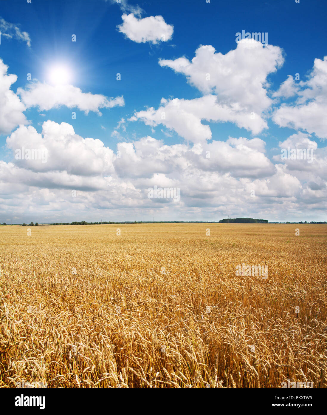 field of wheat and beautiful blue sky Stock Photo - Alamy