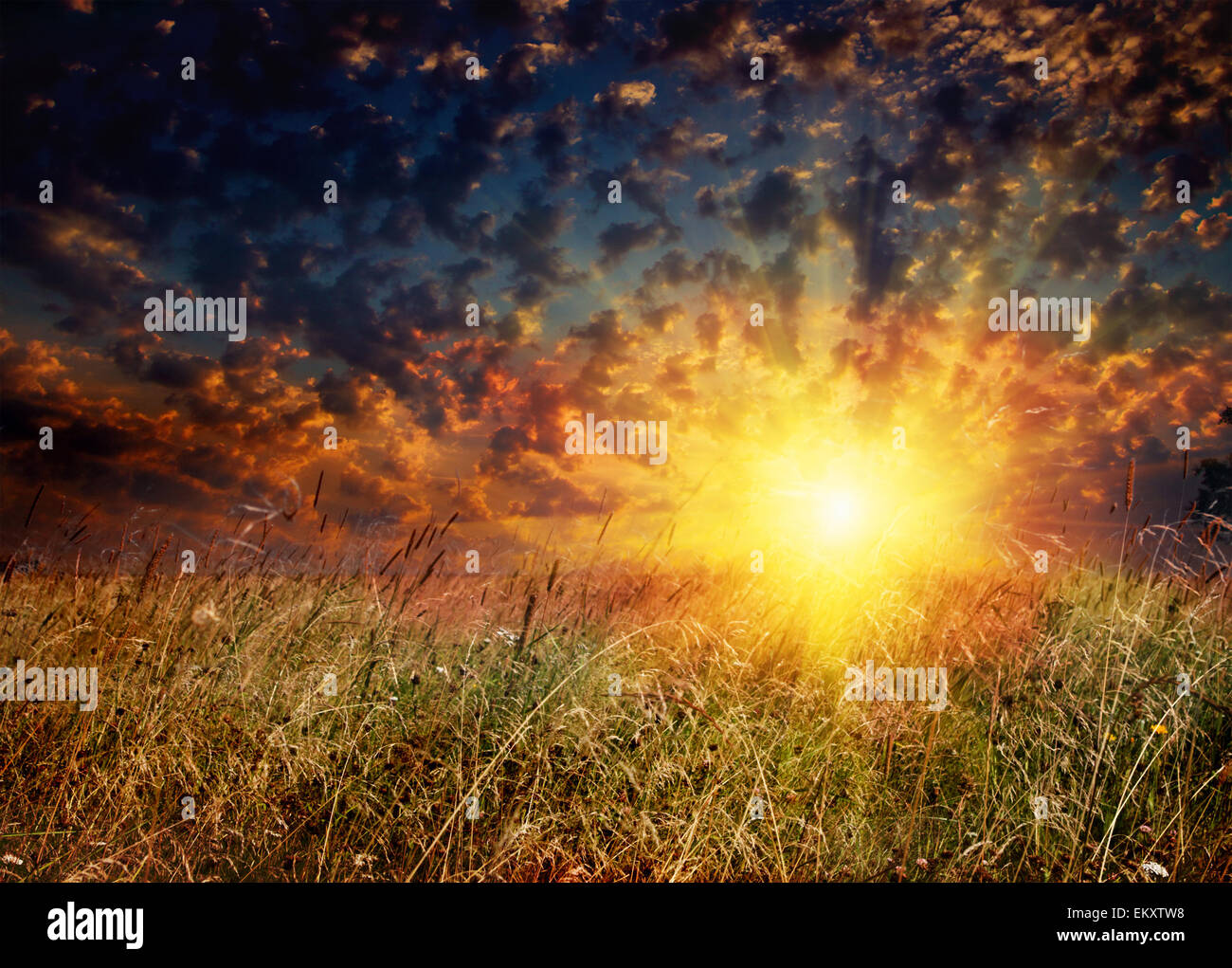 field and sunset Stock Photo - Alamy