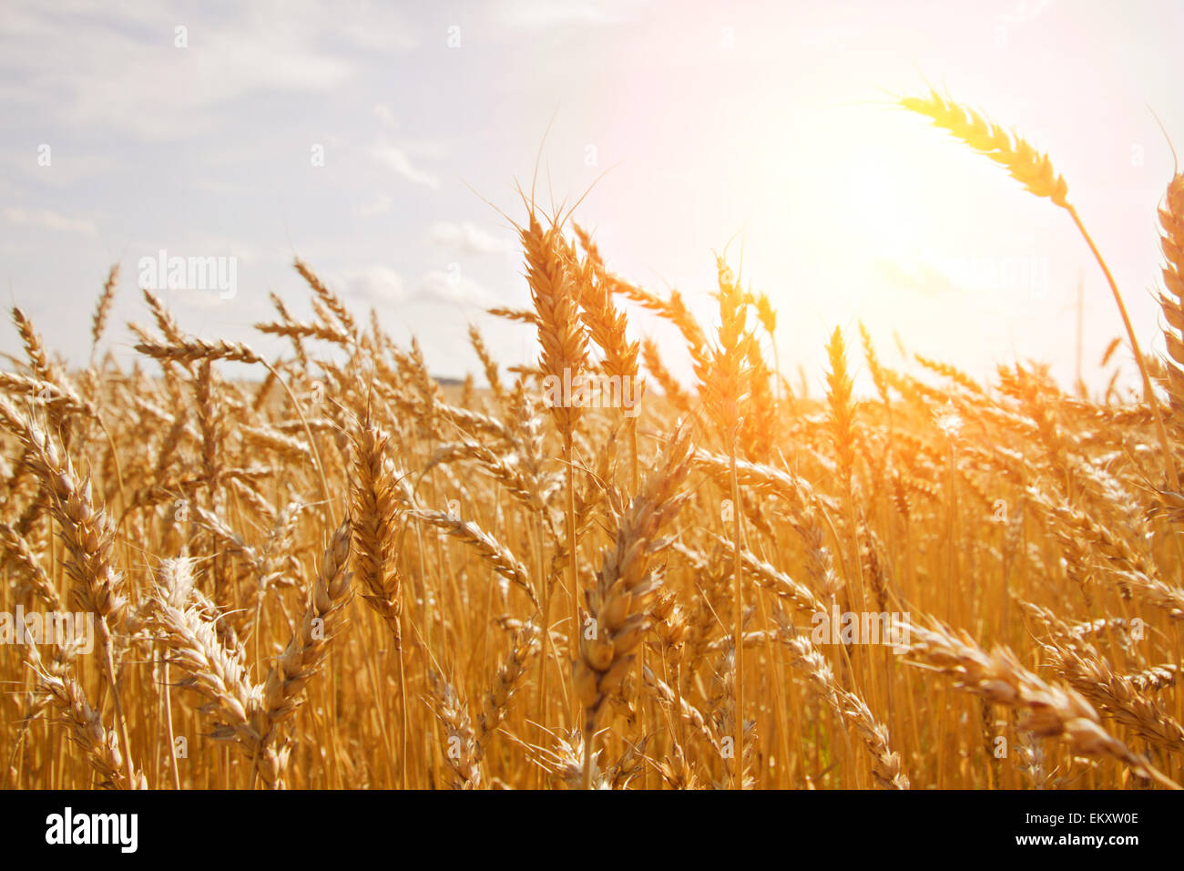 Grain field in the sun hi-res stock photography and images - Alamy